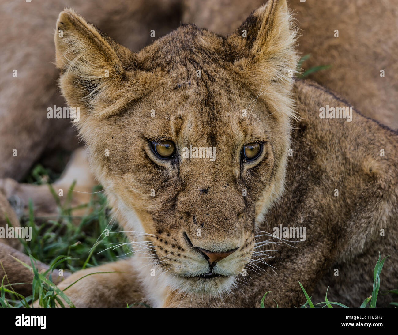Lions cub hi-res stock photography and images - Alamy
