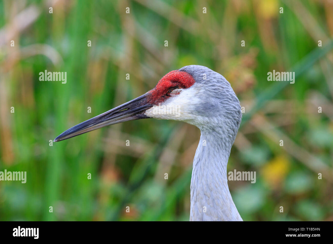 Head of a sandhill crane (Grus canadensis), blind in the left eye Stock ...