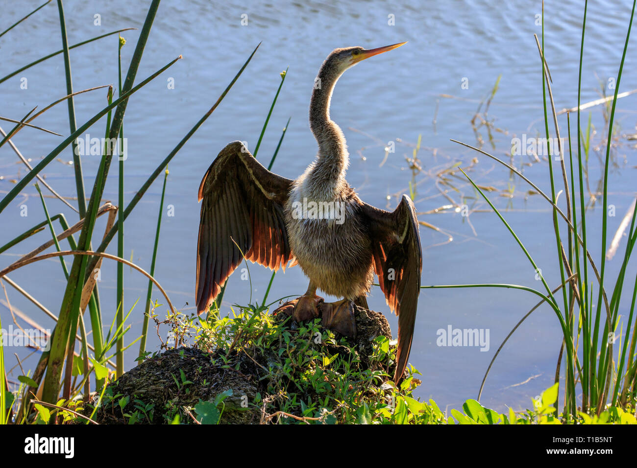 Sunning anhinga hi-res stock photography and images - Alamy