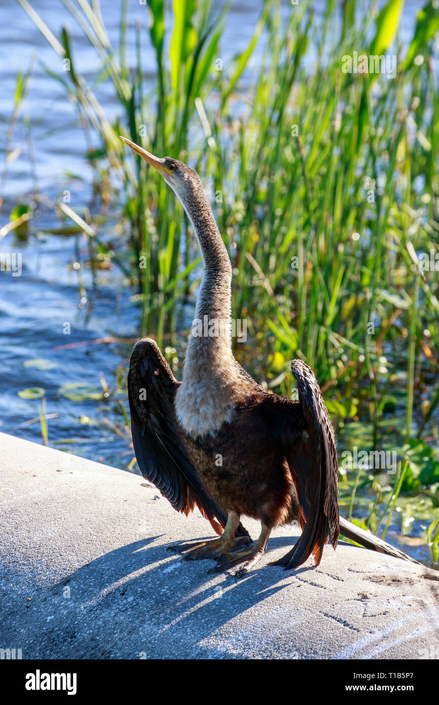 Sunning itself hi-res stock photography and images - Alamy