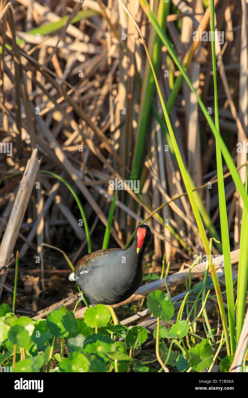 Common moorhen ( Gallinula chloropus Stock Photo - Alamy