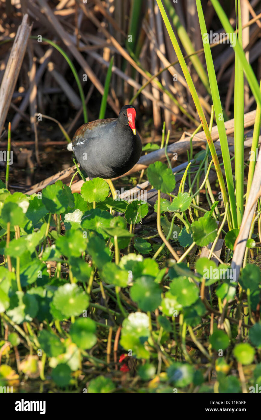 Common moorhen ( Gallinula chloropus Stock Photo - Alamy