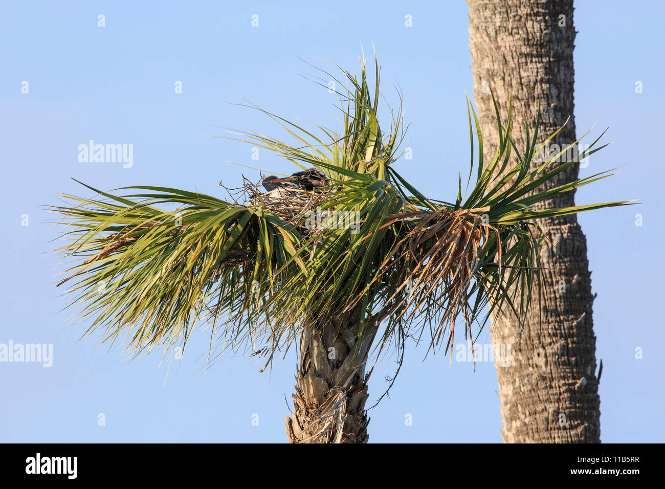 Anhinga in tree hi-res stock photography and images - Alamy
