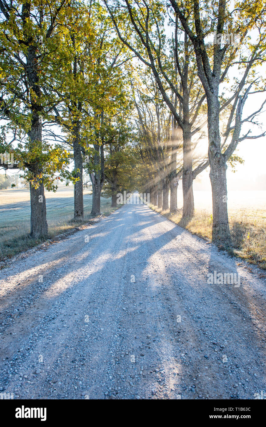 empty gravel road in autumn in countryside in perspective forest with ...