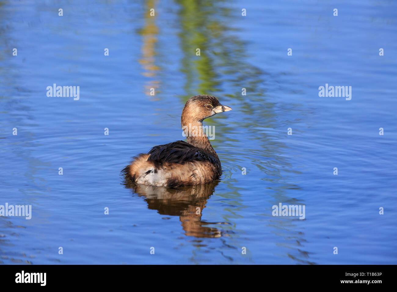Podicipediformes podicipedidae podilymbus podiceps hi-res stock ...