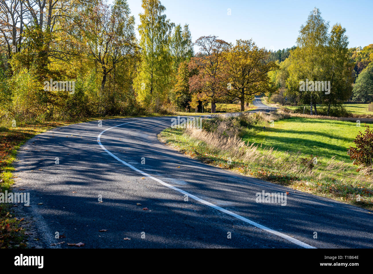 empty gravel road in autumn in countryside in perspective forest with ...