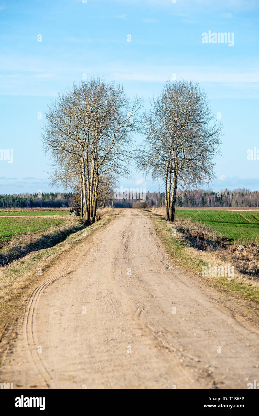 empty gravel road in autumn in countryside in perspective forest with ...