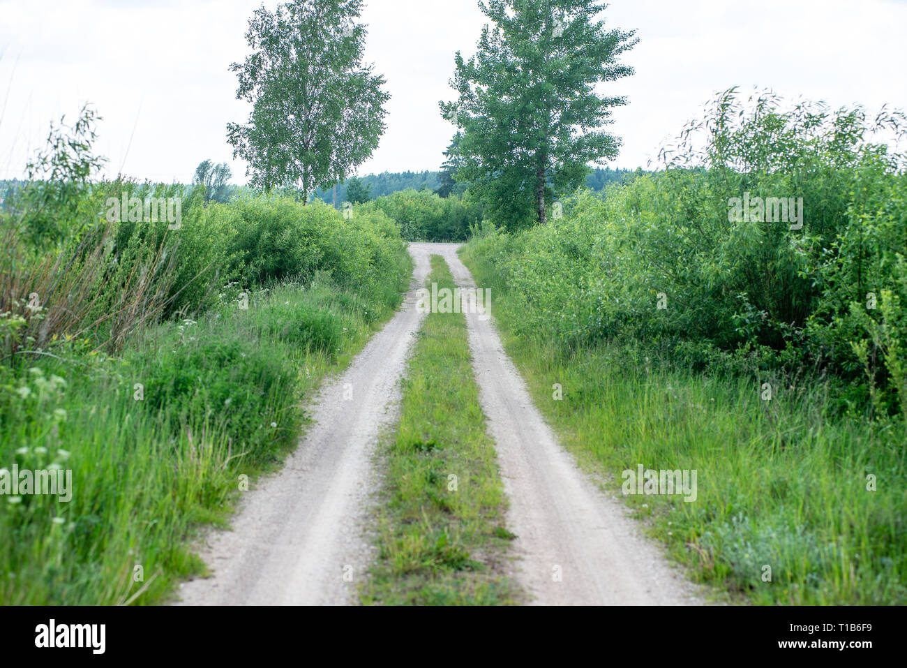 empty gravel road in autumn in countryside in perspective forest with ...