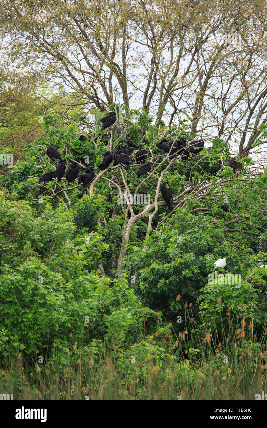 Vultures roost hi-res stock photography and images - Alamy