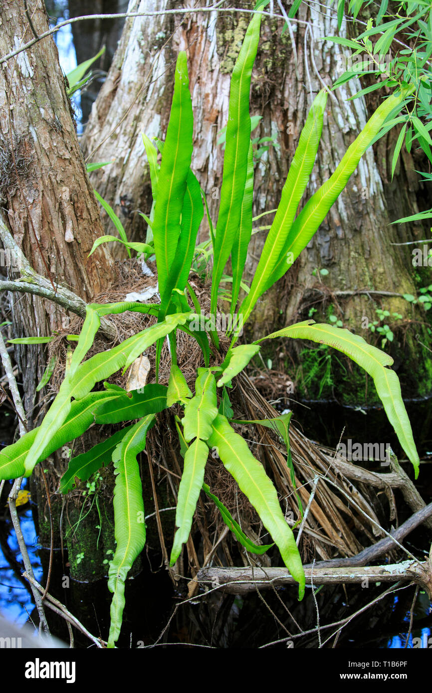 Strap fern (Campyloneurum phyllitidis Stock Photo - Alamy