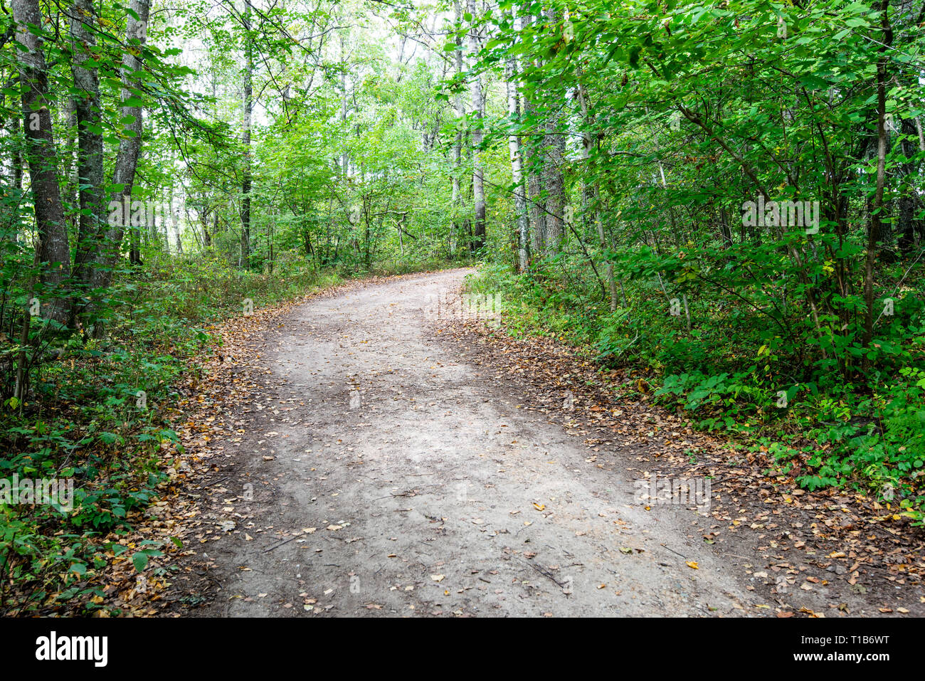 empty gravel road in autumn in countryside in perspective forest with ...