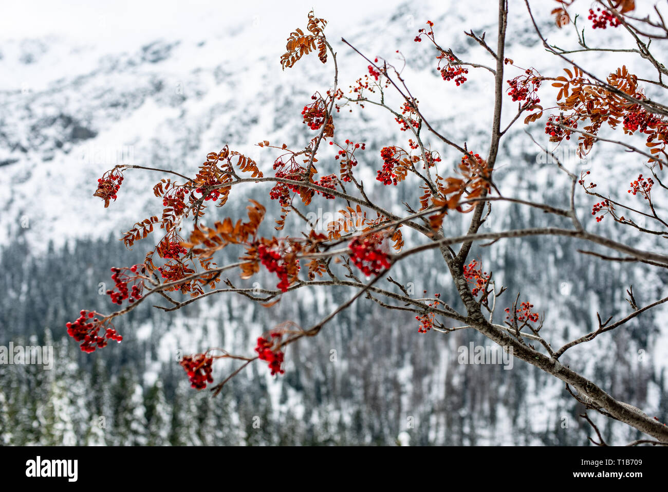 snow covered tourist trails in slovakia tatra mountains. misty winter ...