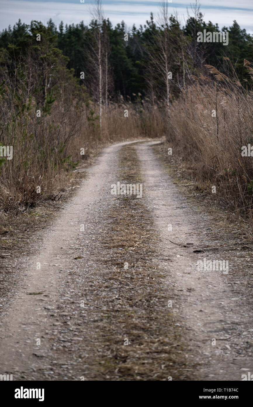 empty gravel road in autumn in countryside in perspective forest with ...