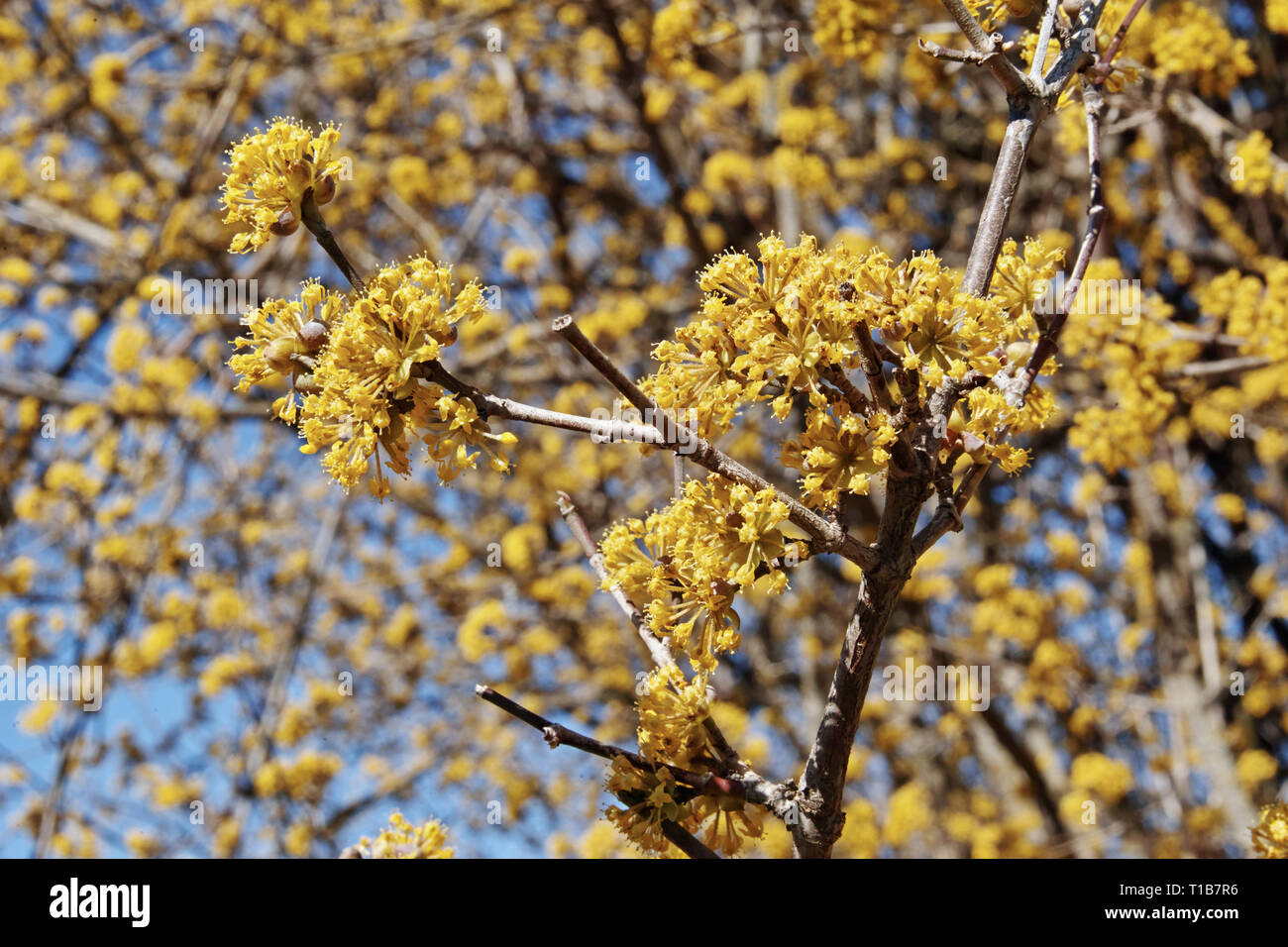 Full mas hi-res stock photography and images - Alamy