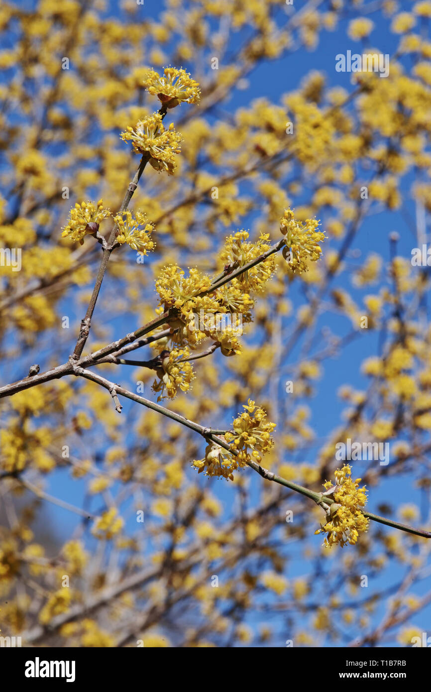 Blooming cornel cherry tree hi-res stock photography and images - Alamy
