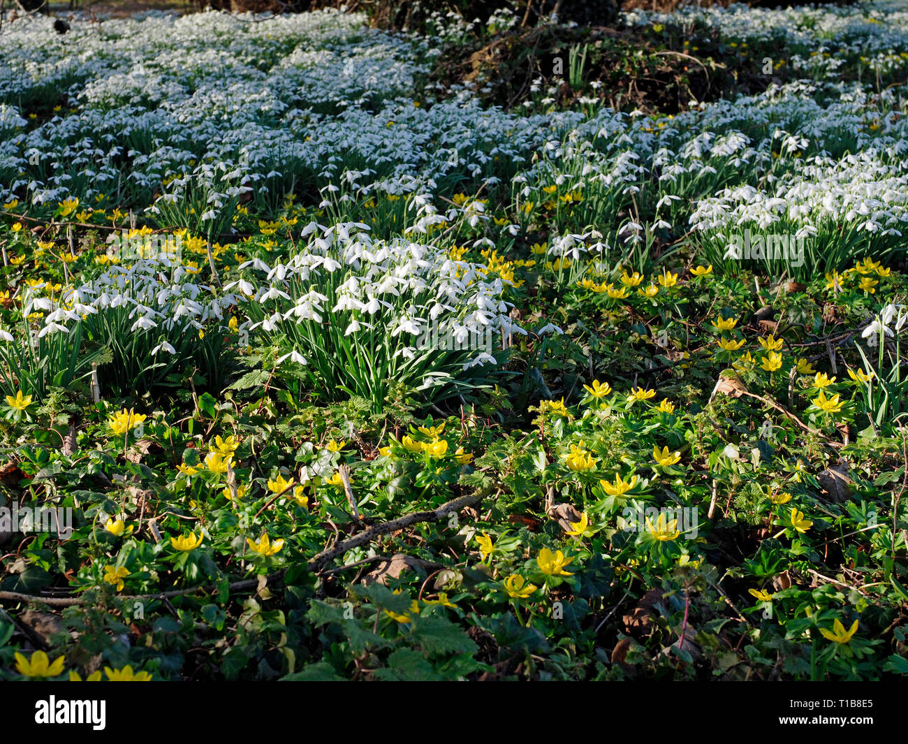 Naturalised winter aconites hi-res stock photography and images - Alamy