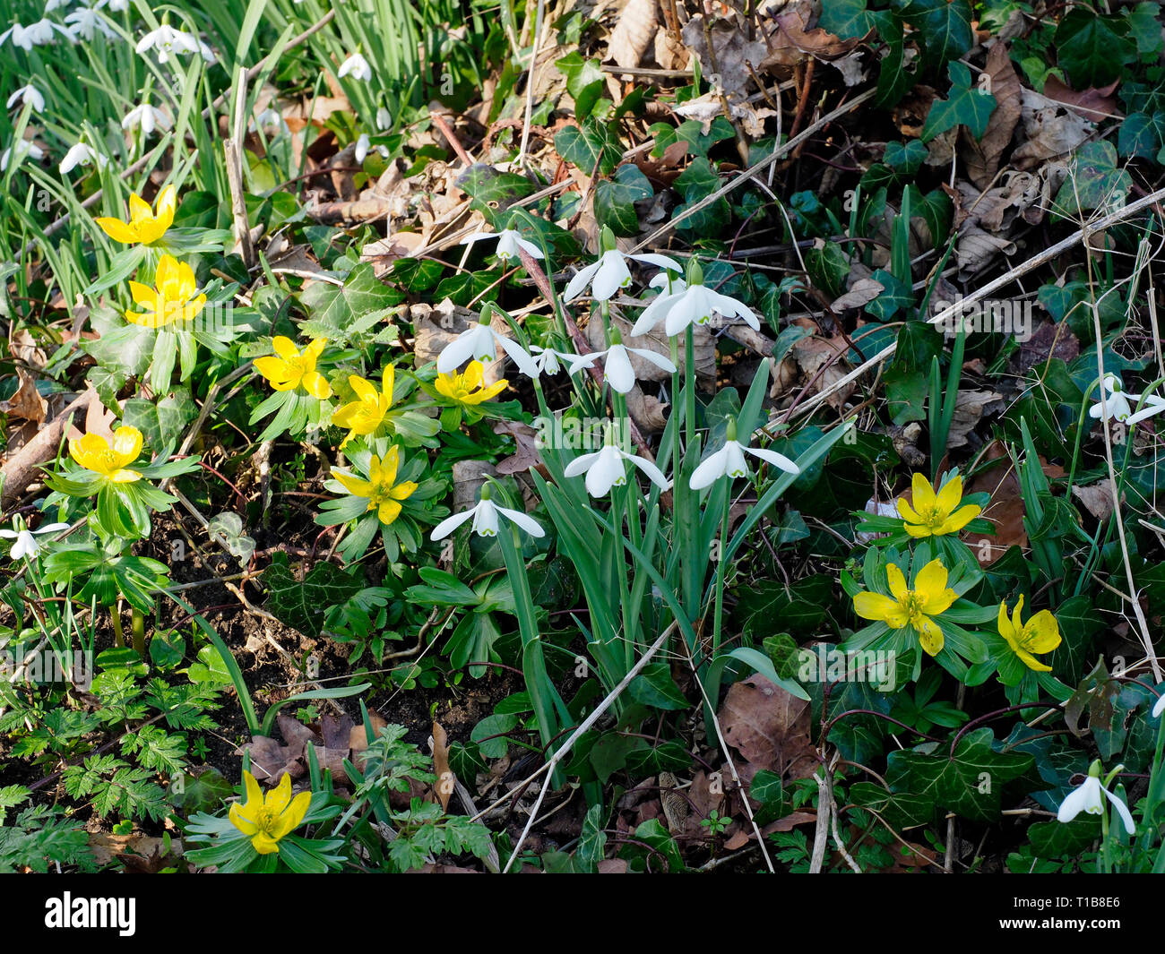 Naturalised aconites hi-res stock photography and images - Alamy