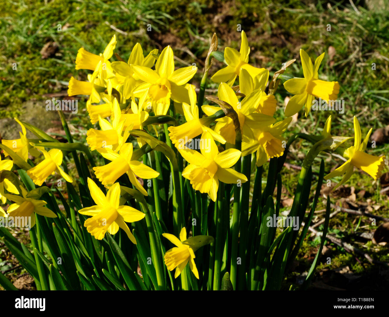 Golden daffodils hi-res stock photography and images - Alamy
