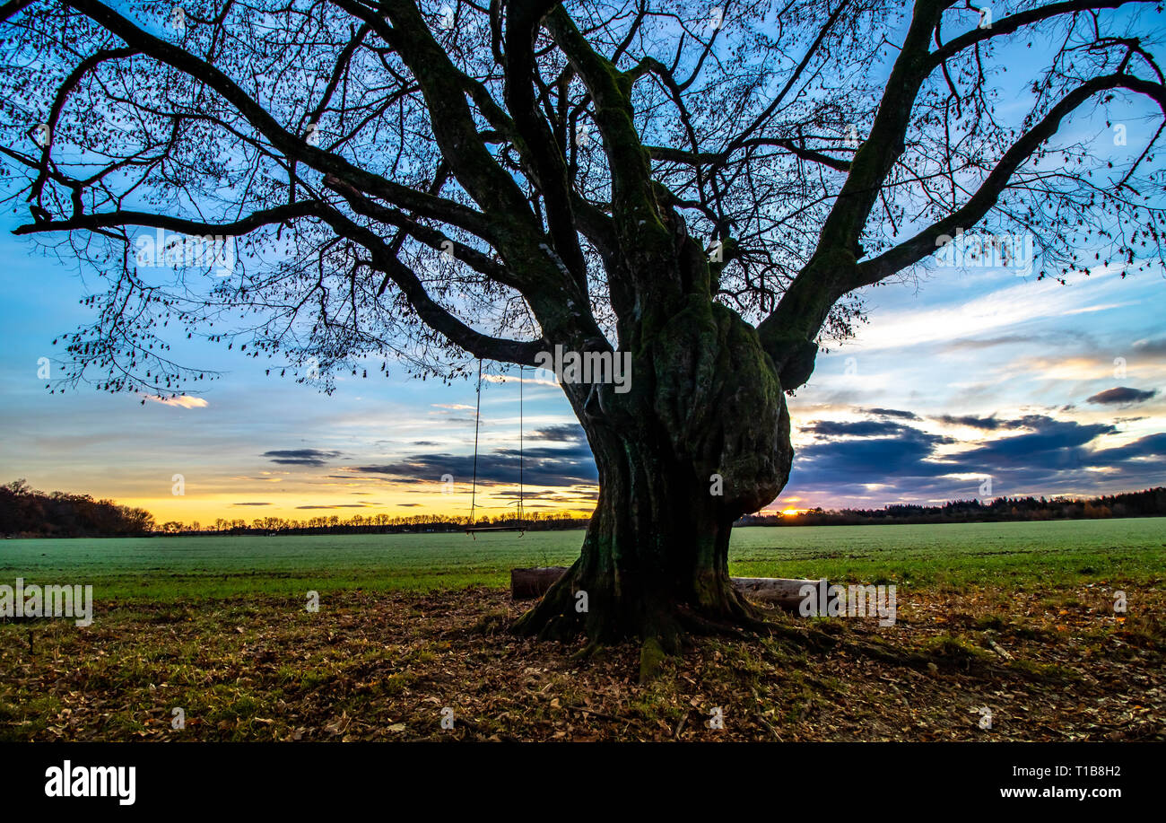 swing on mystic tree in sunrise, childhood memories Stock Photo - Alamy