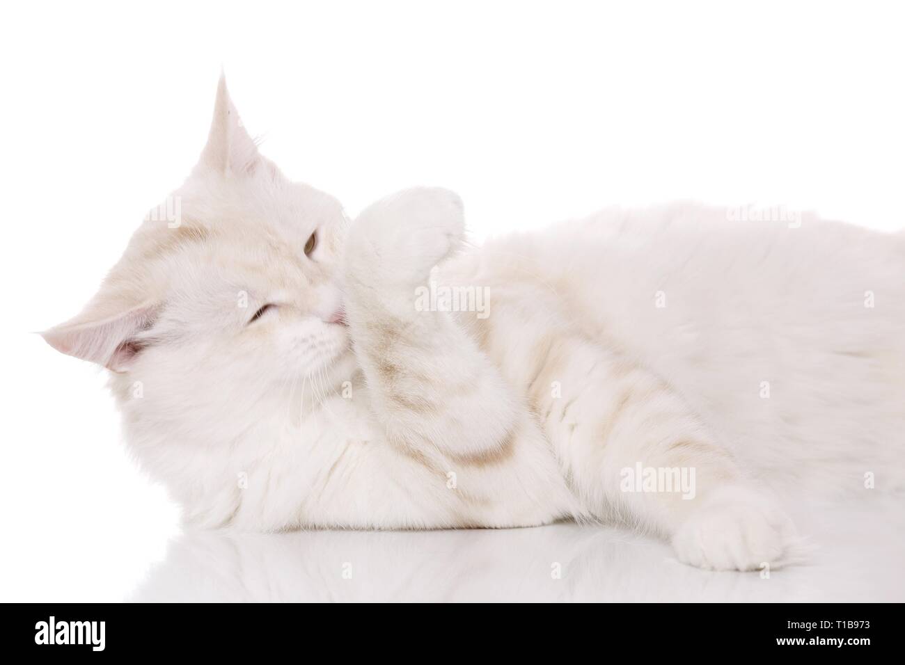 Maine Coon tomcat is cleaning himself Stock Photo - Alamy