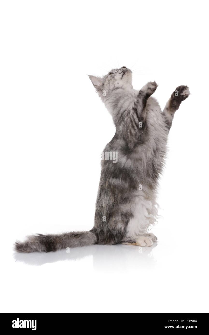 Cat begging Cut Out Stock Images & Pictures - Alamy