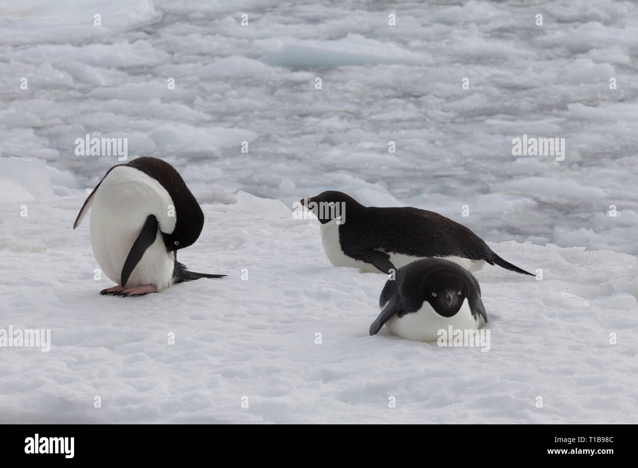 Adolescent Penguins High Resolution Stock Photography and Images - Alamy