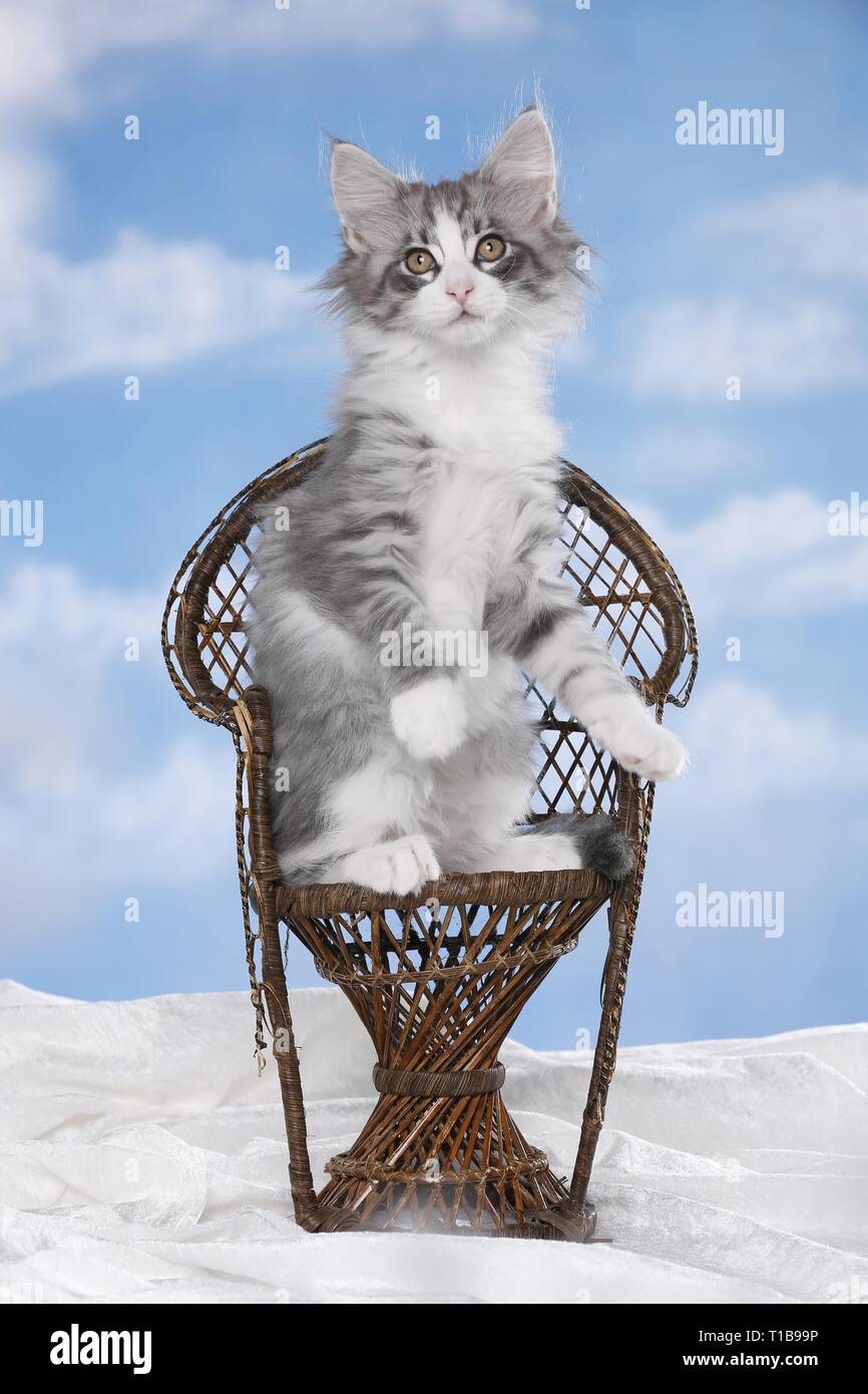 Begging chair hi-res stock photography and images - Alamy