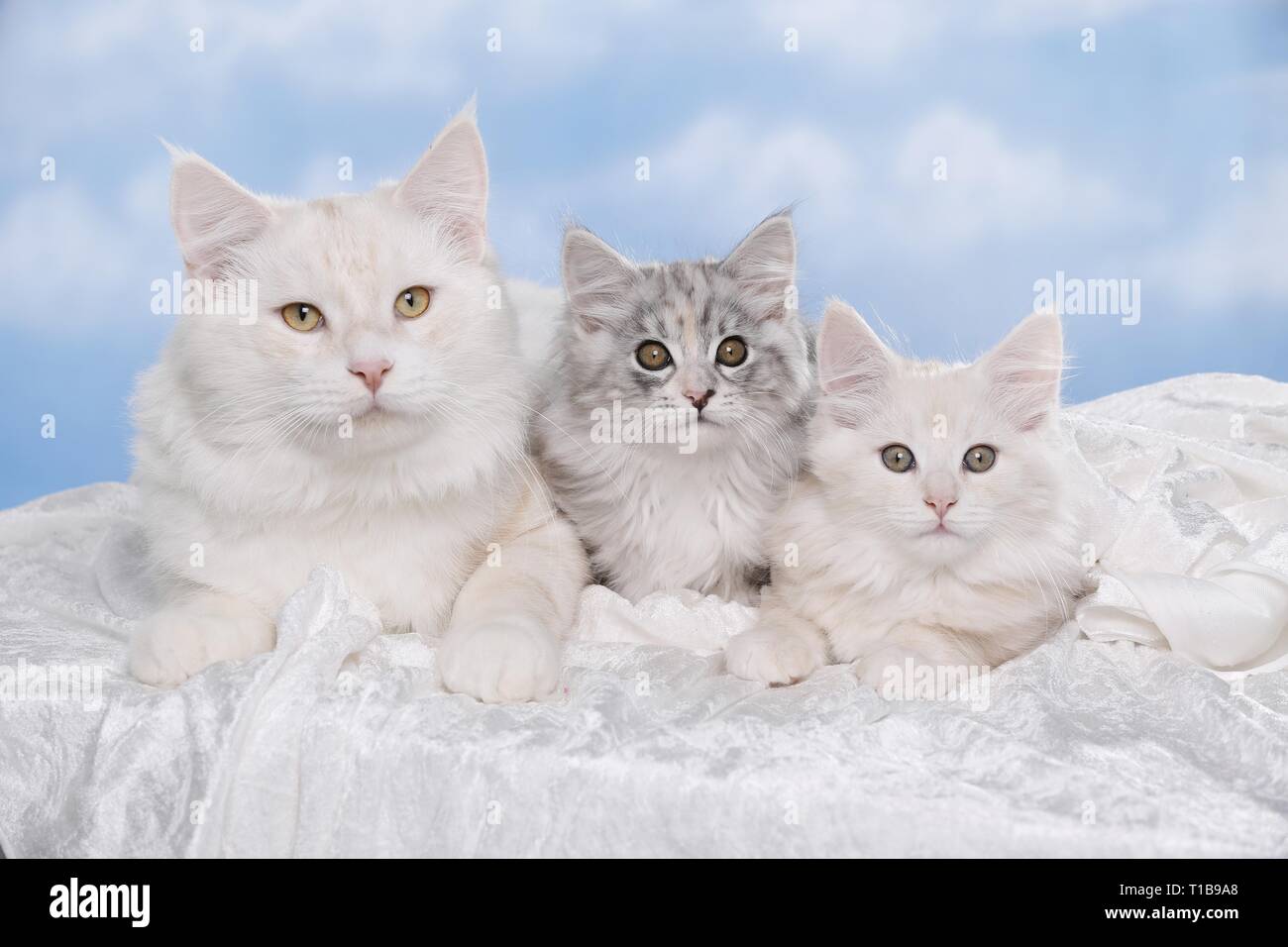 3 cats hi-res stock photography and images - Alamy