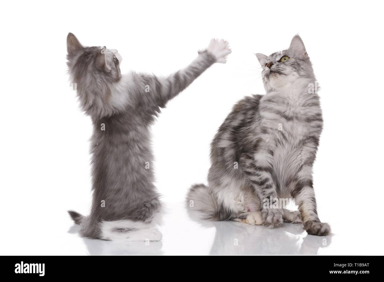 Stand stands back legs hi-res stock photography and images - Alamy