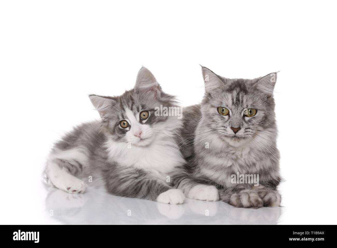 Norwegian half breed hi-res stock photography and images - Alamy