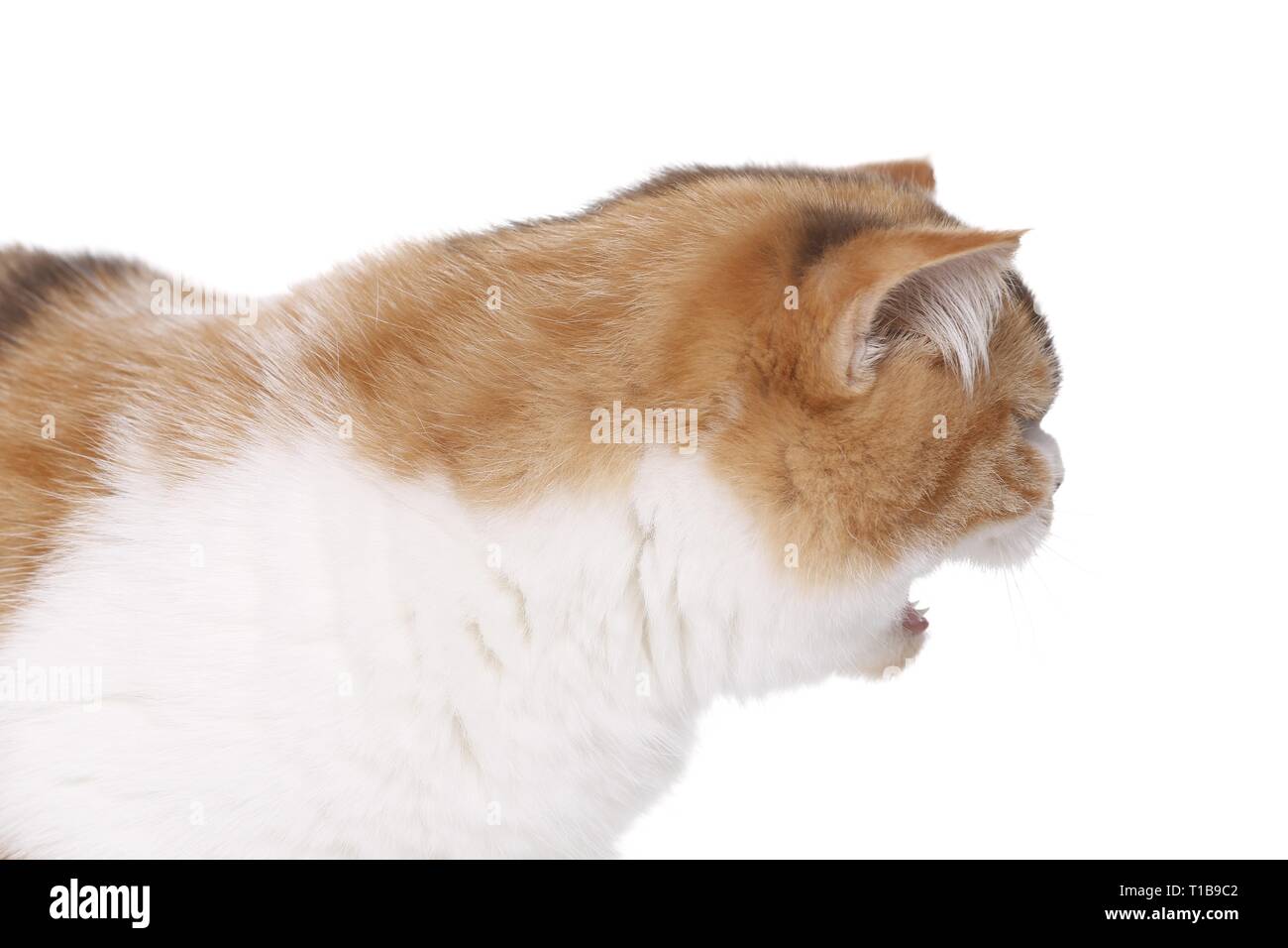 British Shorthair Portrait Stock Photo - Alamy