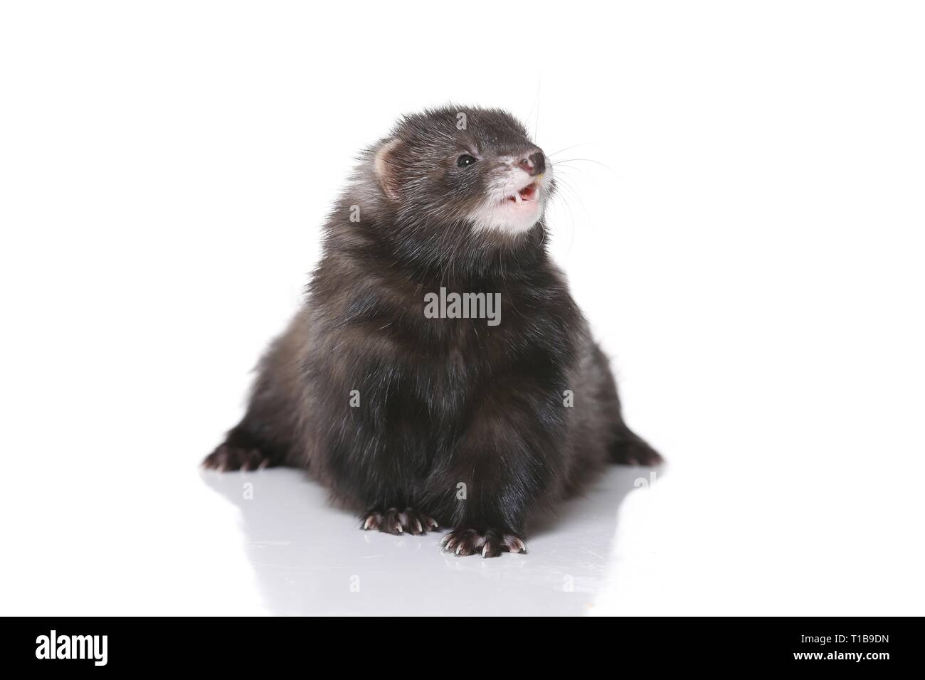 Ferrets cut out hi-res stock photography and images - Alamy