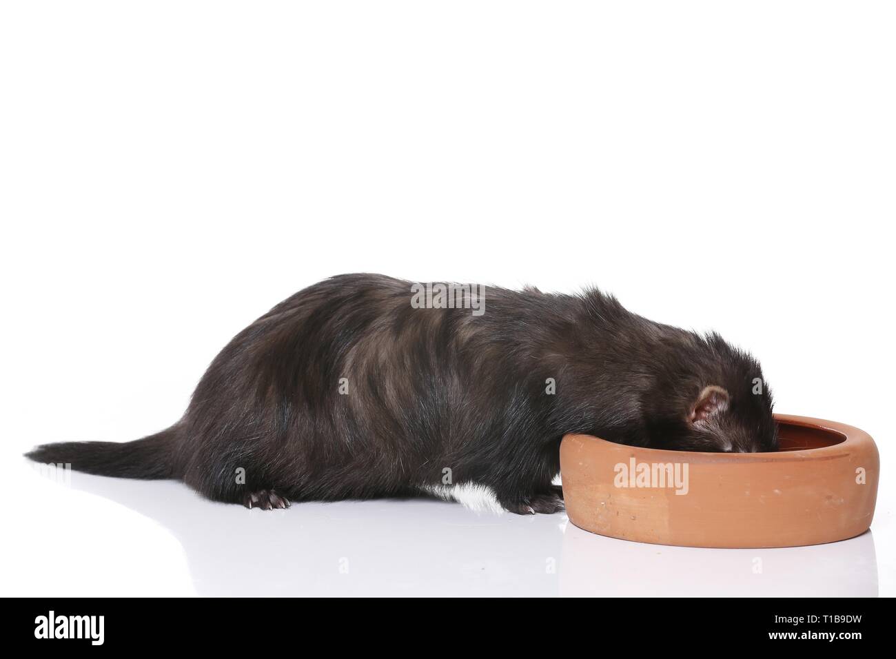 Ferrets cut out hi-res stock photography and images - Alamy