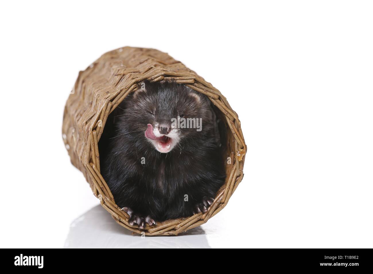 Ferrets cut out hi-res stock photography and images - Alamy