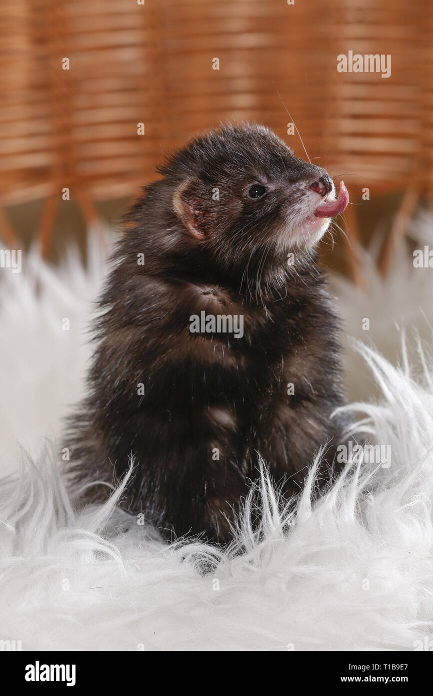 Furet Angora