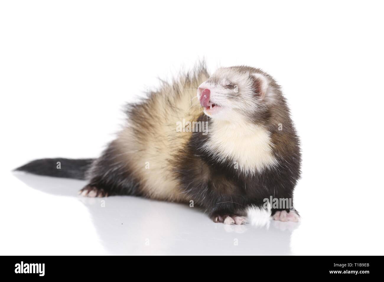 Ferrets cut out hi-res stock photography and images - Alamy