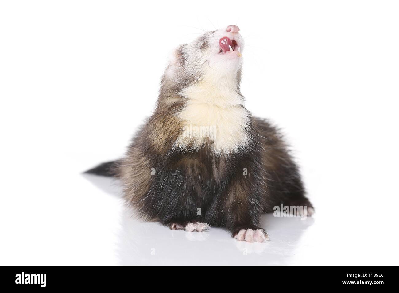 Ferrets cut out hi-res stock photography and images - Alamy