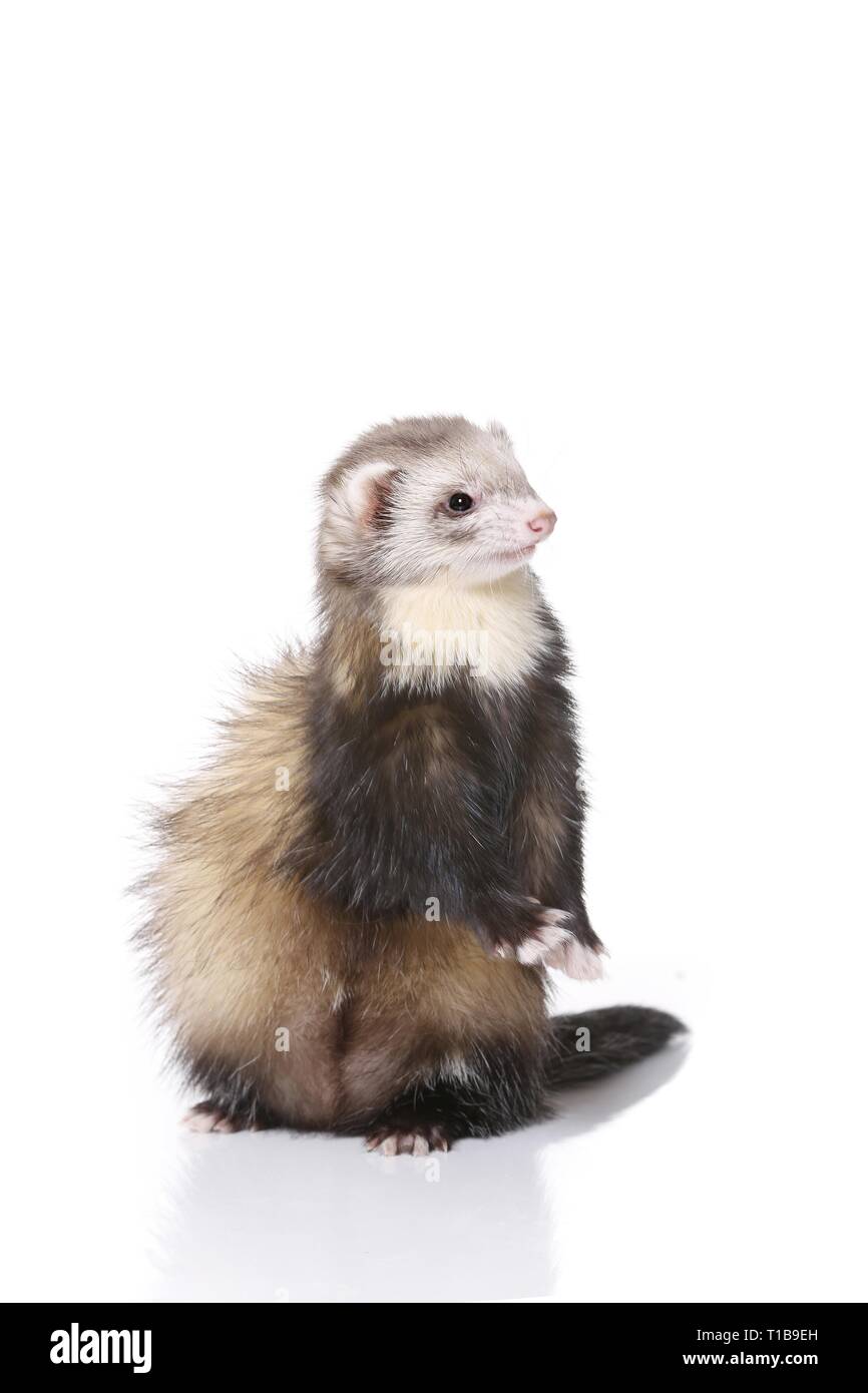 Ferrets cut out hi-res stock photography and images - Alamy
