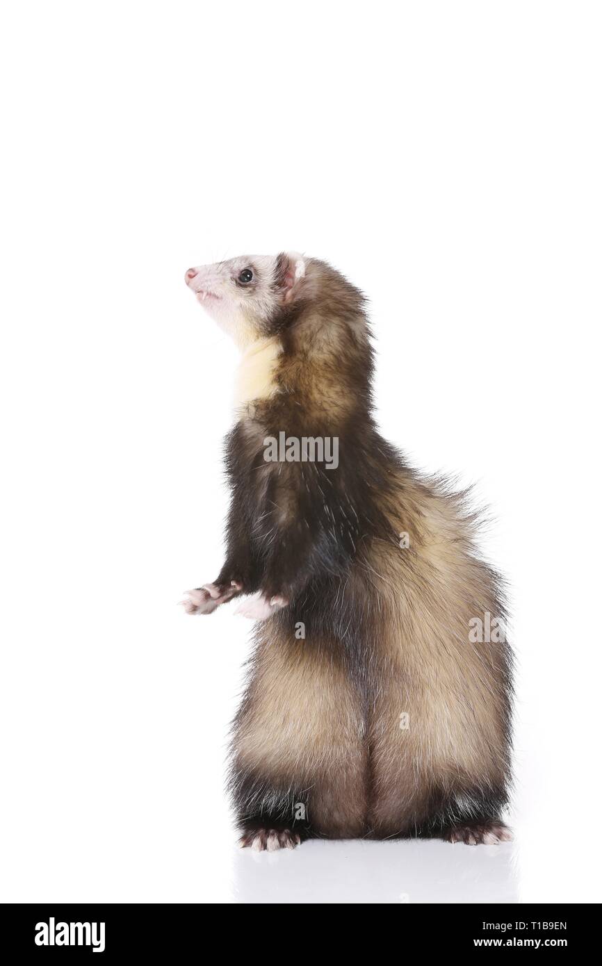 Ferrets cut out hi-res stock photography and images - Alamy