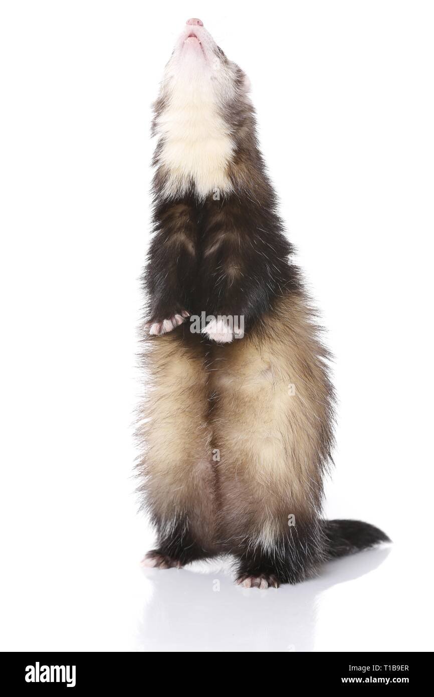 Ferrets cut out hi-res stock photography and images - Alamy