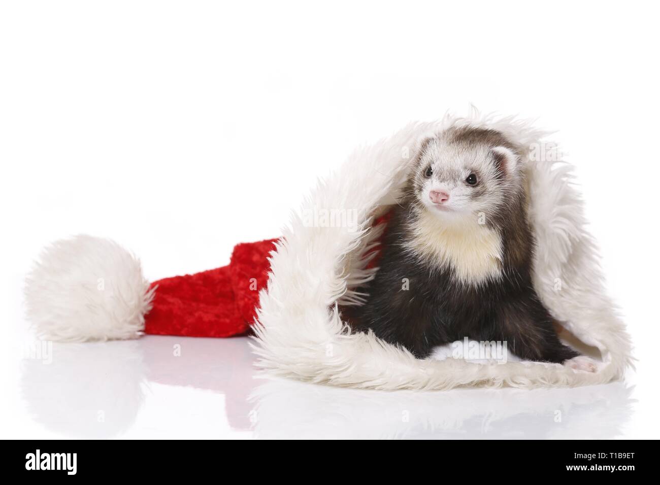 Ferrets cut out hi-res stock photography and images - Alamy