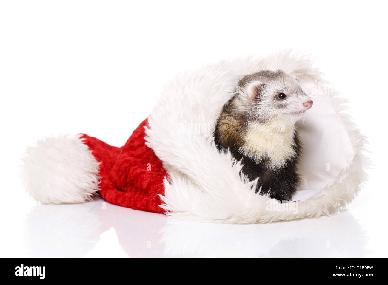 Ferrets cut out hi-res stock photography and images - Alamy