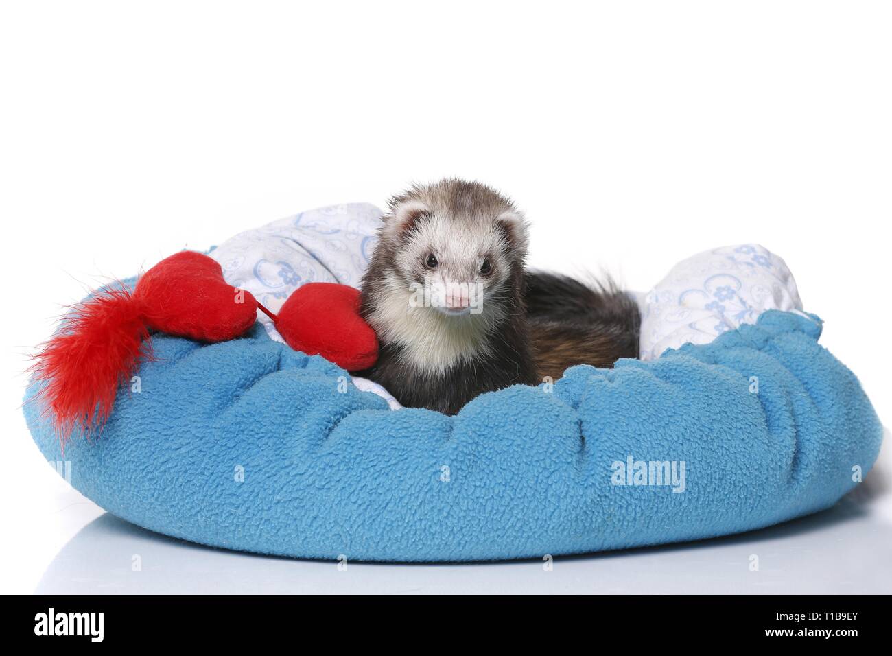 Ferrets cut out hi-res stock photography and images - Alamy