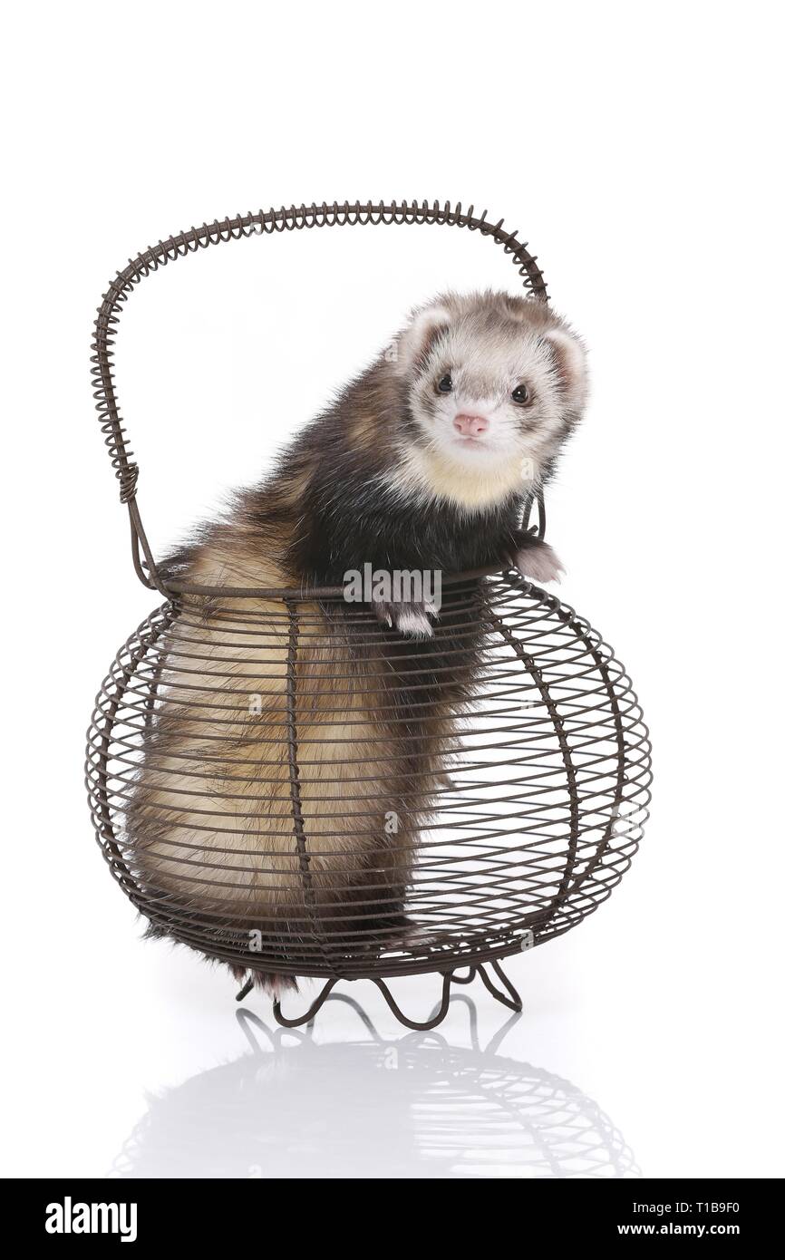 Ferrets cut out hi-res stock photography and images - Alamy