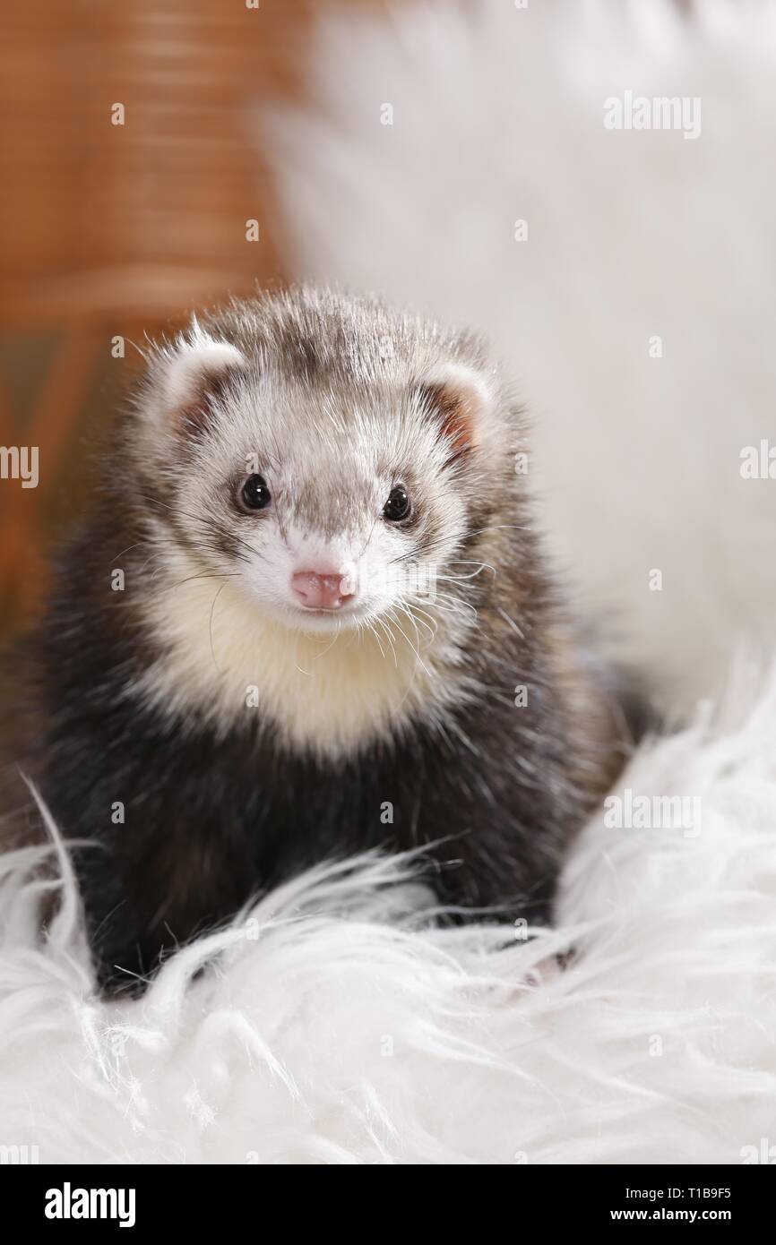 Female female ferret hi-res stock photography and images - Alamy