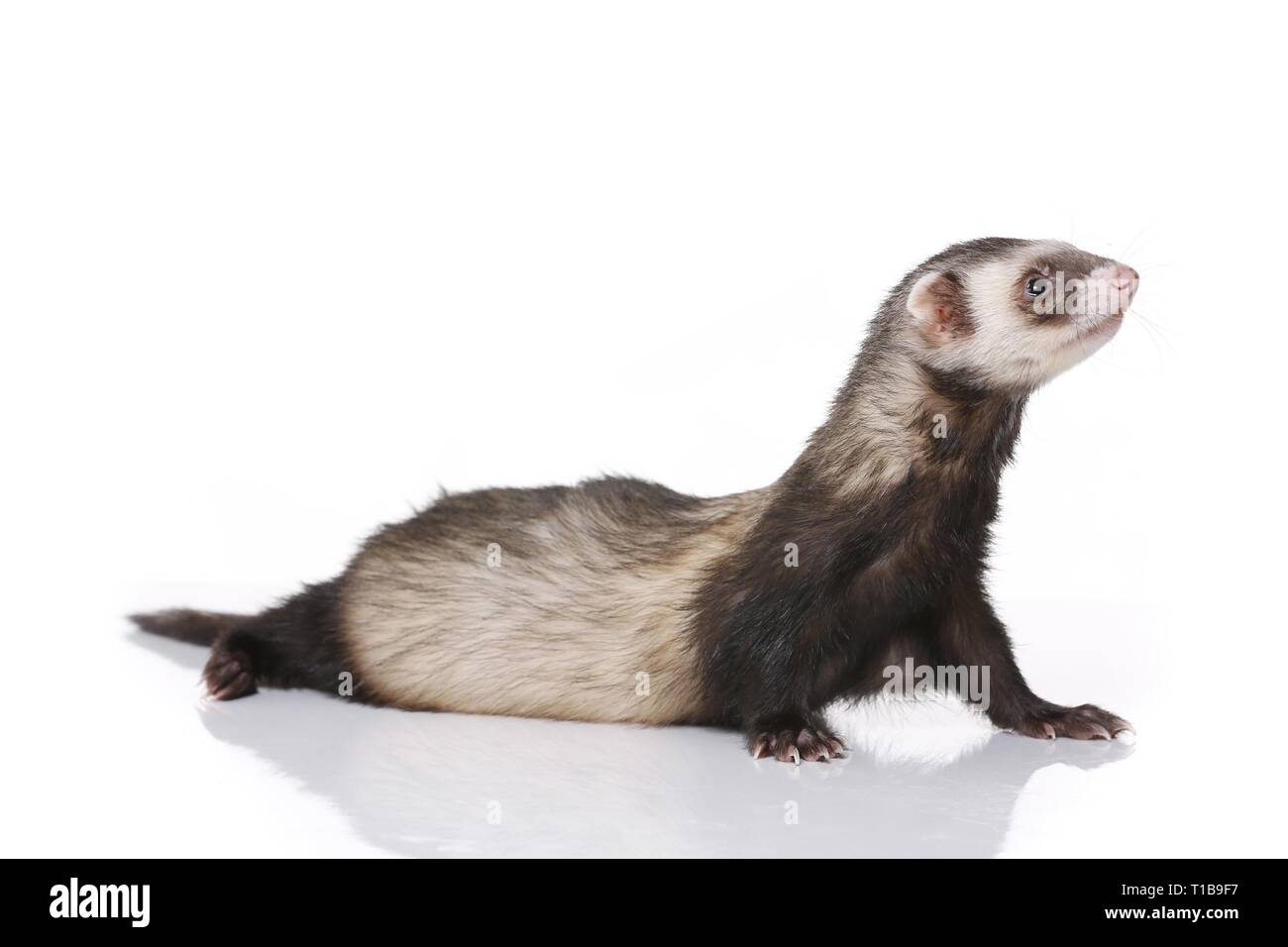 Male ferrets hi-res stock photography and images - Alamy