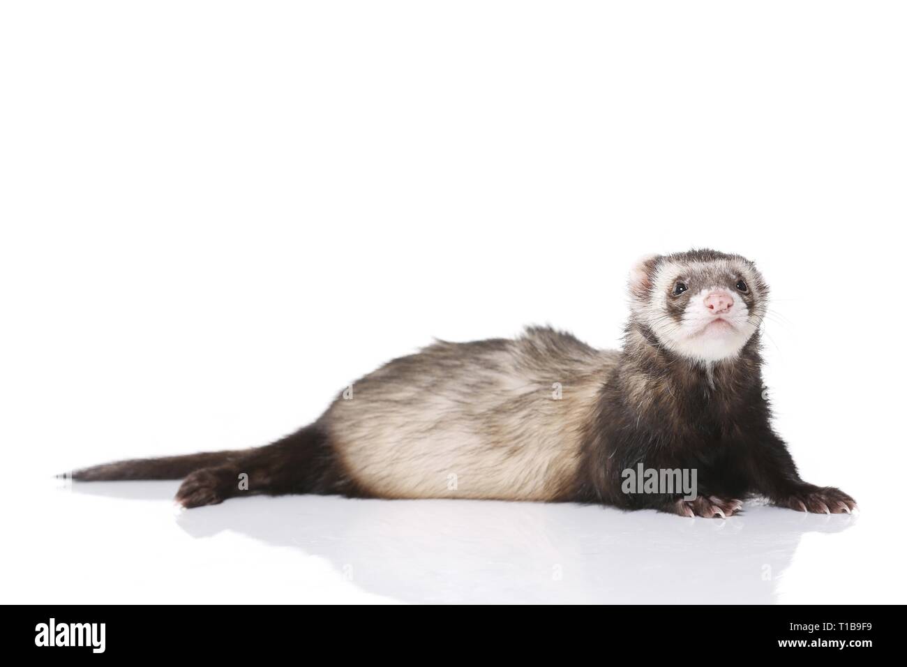 Ferrets cut out hi-res stock photography and images - Alamy