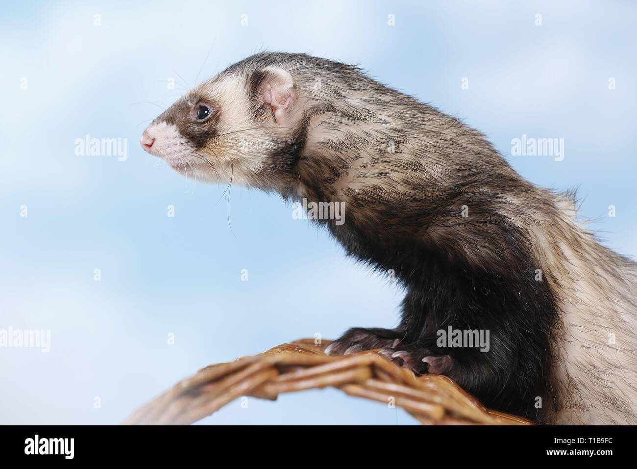 Male ferrets hi-res stock photography and images - Alamy
