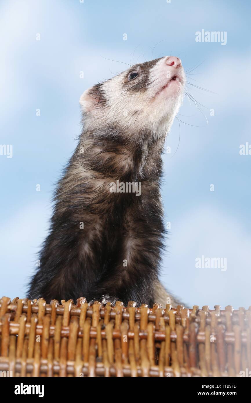 Male ferrets hi-res stock photography and images - Alamy