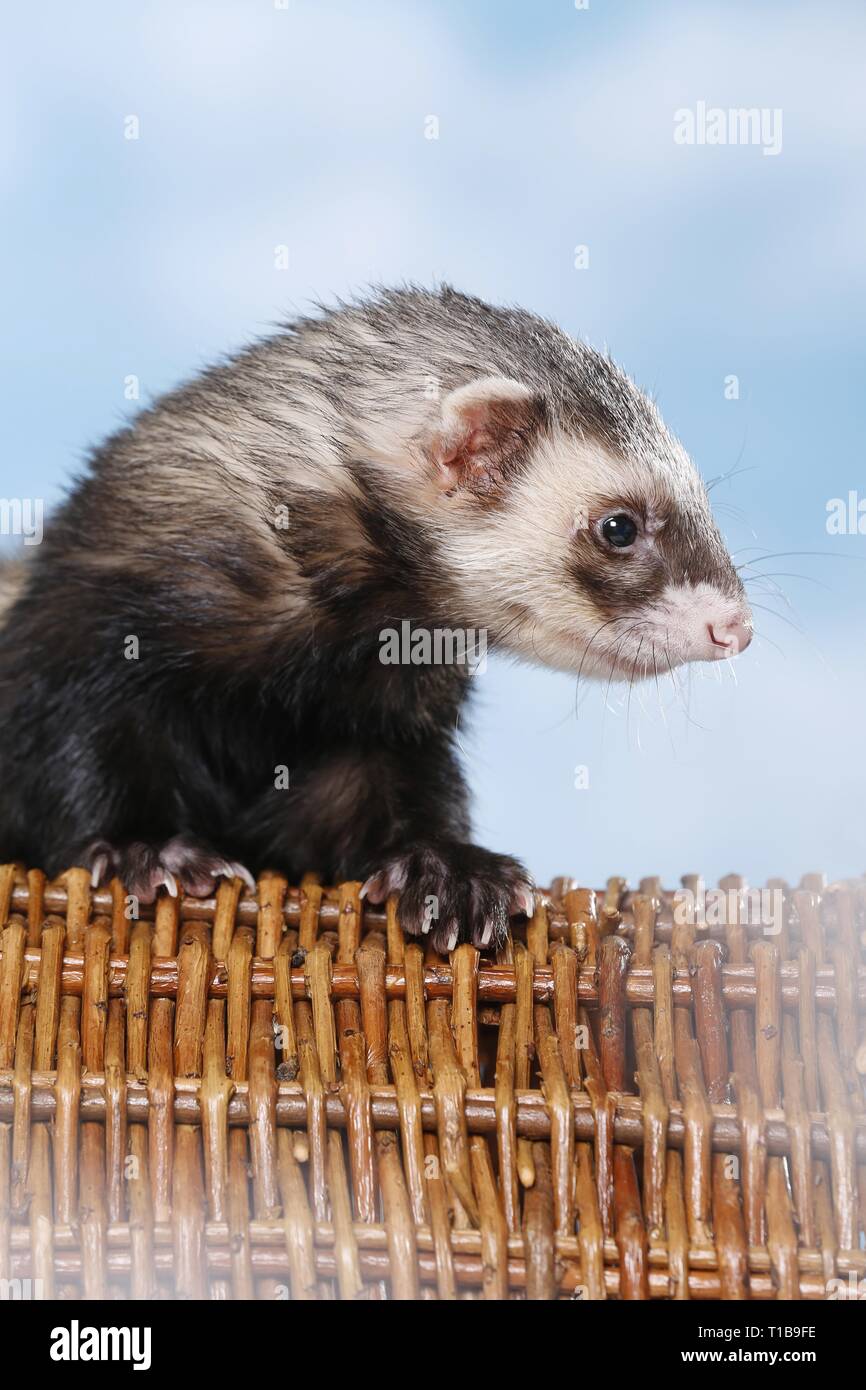 Male ferrets hi-res stock photography and images - Alamy